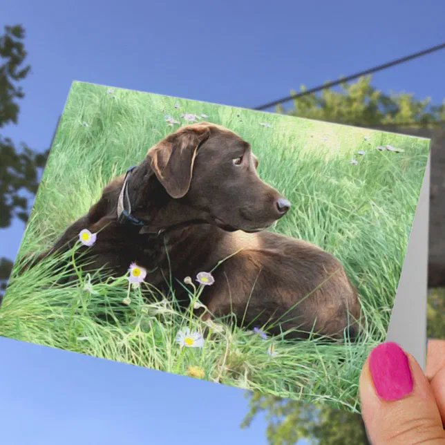 Congratulations Labrador Retriever Thinking of You Card | Zazzle