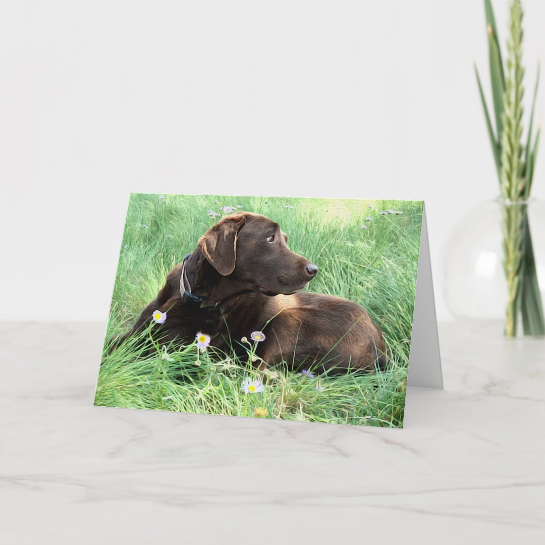 Congratulations Labrador Retriever Thinking of You Card | Zazzle