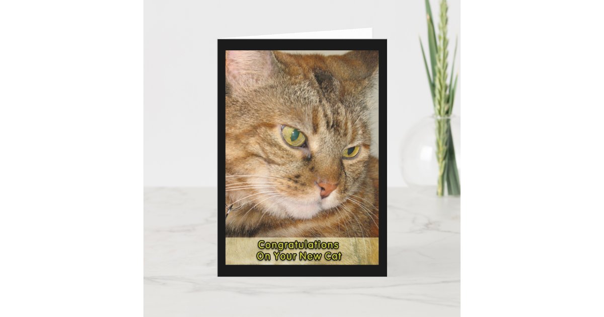 Congratulations on your New Cat Card | Zazzle.com