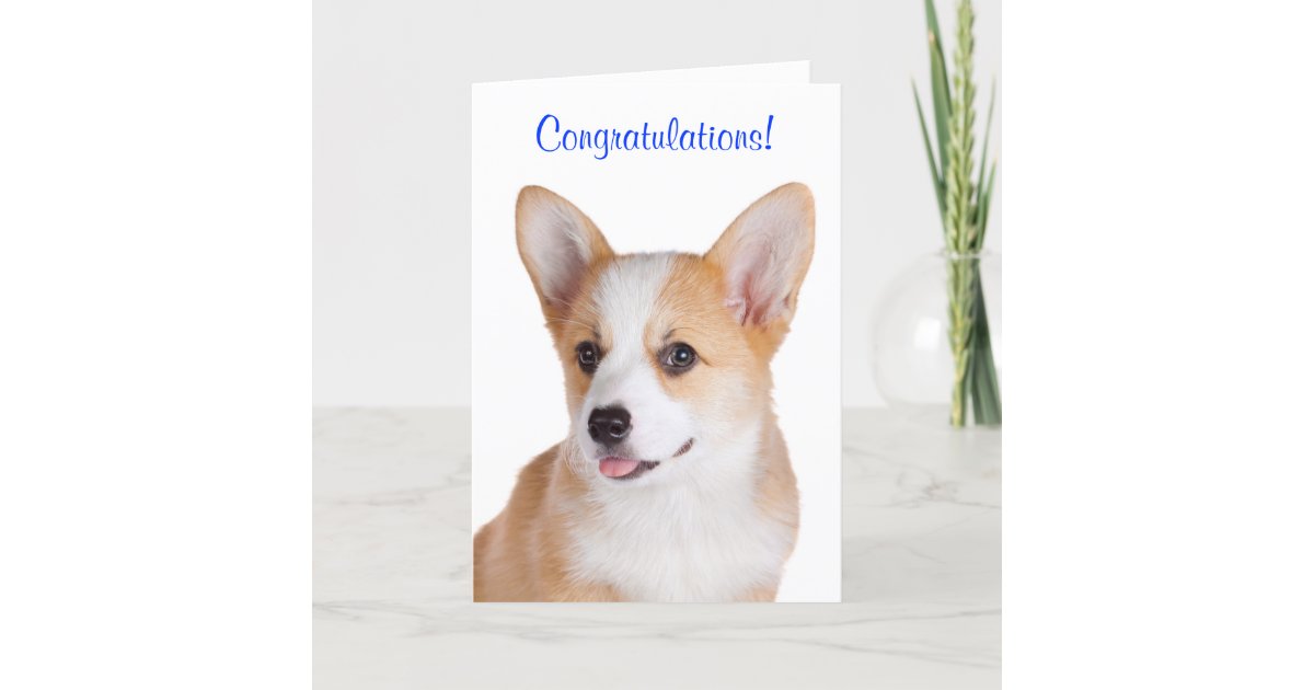 Congratulations Pembroke Welsh Corgi Greeting Card | Zazzle.com
