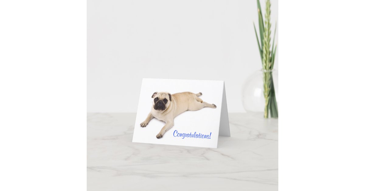Congratulations Pug Blank Note Card | Zazzle