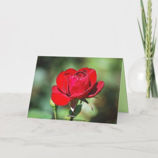 Congratulations Red Rose Card | Zazzle