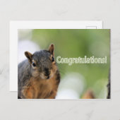Congratulations squirrel postcard | Zazzle