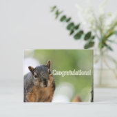 Congratulations squirrel postcard | Zazzle