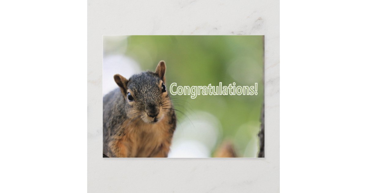 Congratulations squirrel postcard | Zazzle