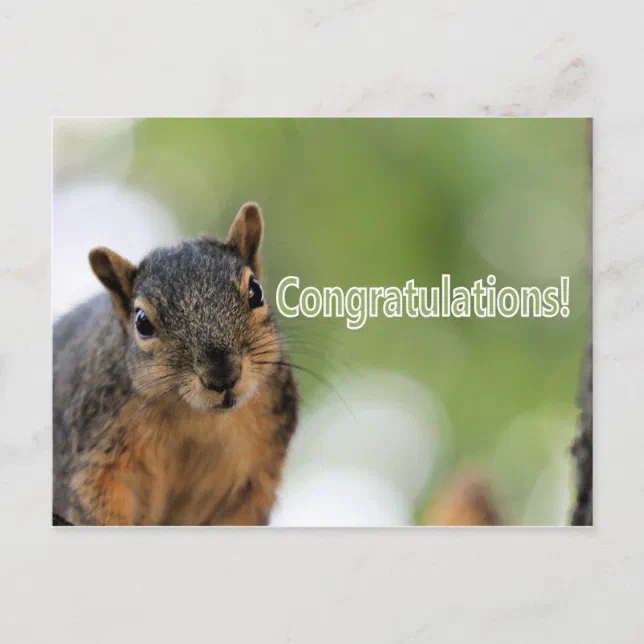 Congratulations squirrel postcard | Zazzle