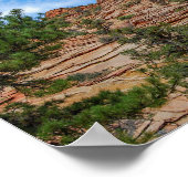 Conifer Trees Growing in Zion National Park, Utah Poster | Zazzle