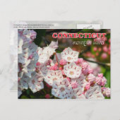 Connecticut State Flower: Mountain Laurel Postcard | Zazzle