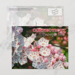 Connecticut State Flower: Mountain Laurel Postcard | Zazzle