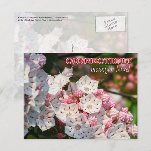 Connecticut State Flower: Mountain Laurel Postcard | Zazzle