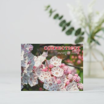 Connecticut State Flower: Mountain Laurel Postcard | Zazzle
