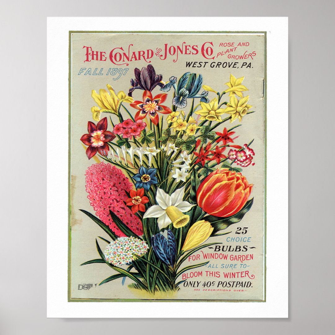 Conrad & Jones 1897 Rose and Plant Growers Poster | Zazzle