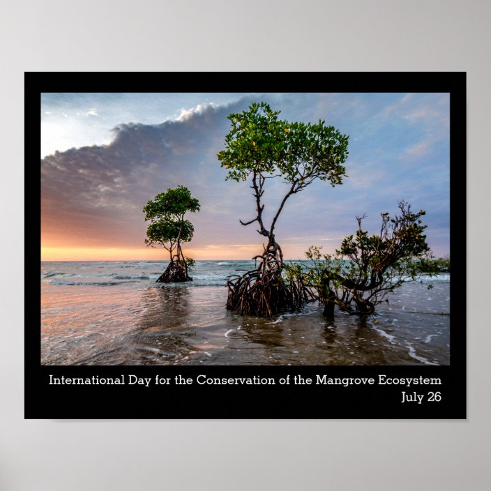 Conservation of the Mangrove, photo Poster | Zazzle.com