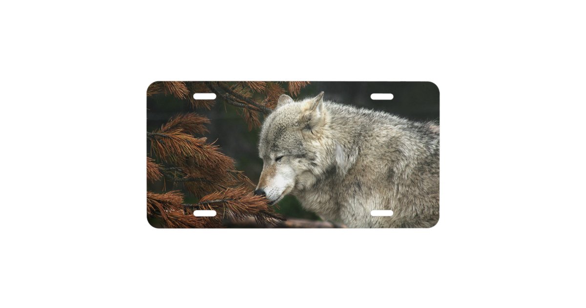 Contemplative timber wolf license plate | Zazzle