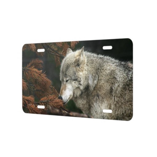 Contemplative timber wolf license plate | Zazzle