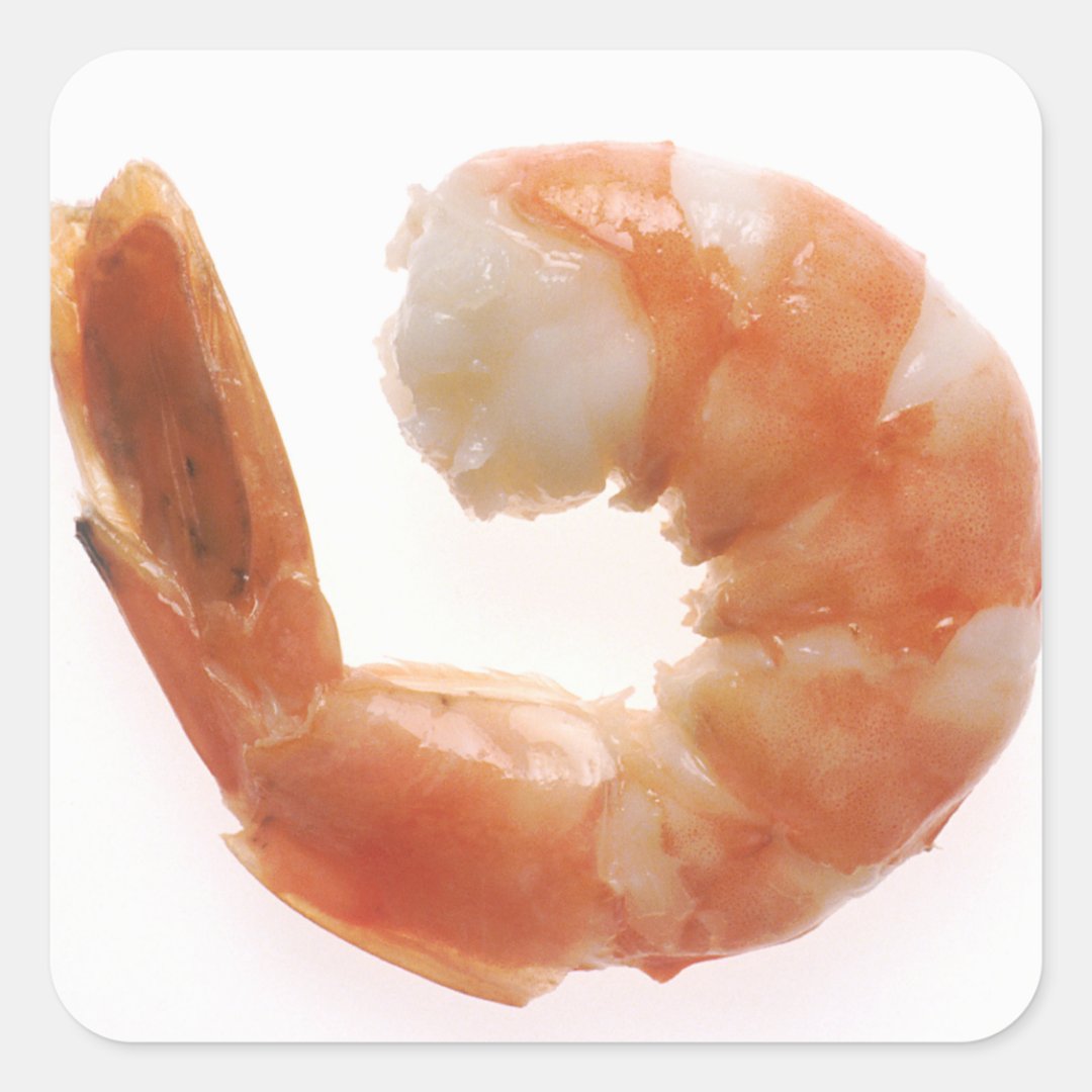 Cooked Shrimp Square Sticker | Zazzle