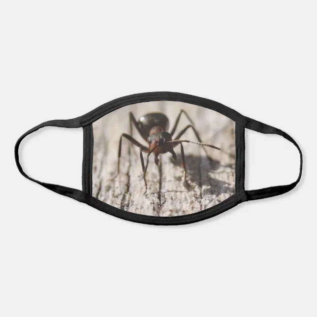 Cool Ant Photo Insects Picture High Definition Face Mask | Zazzle