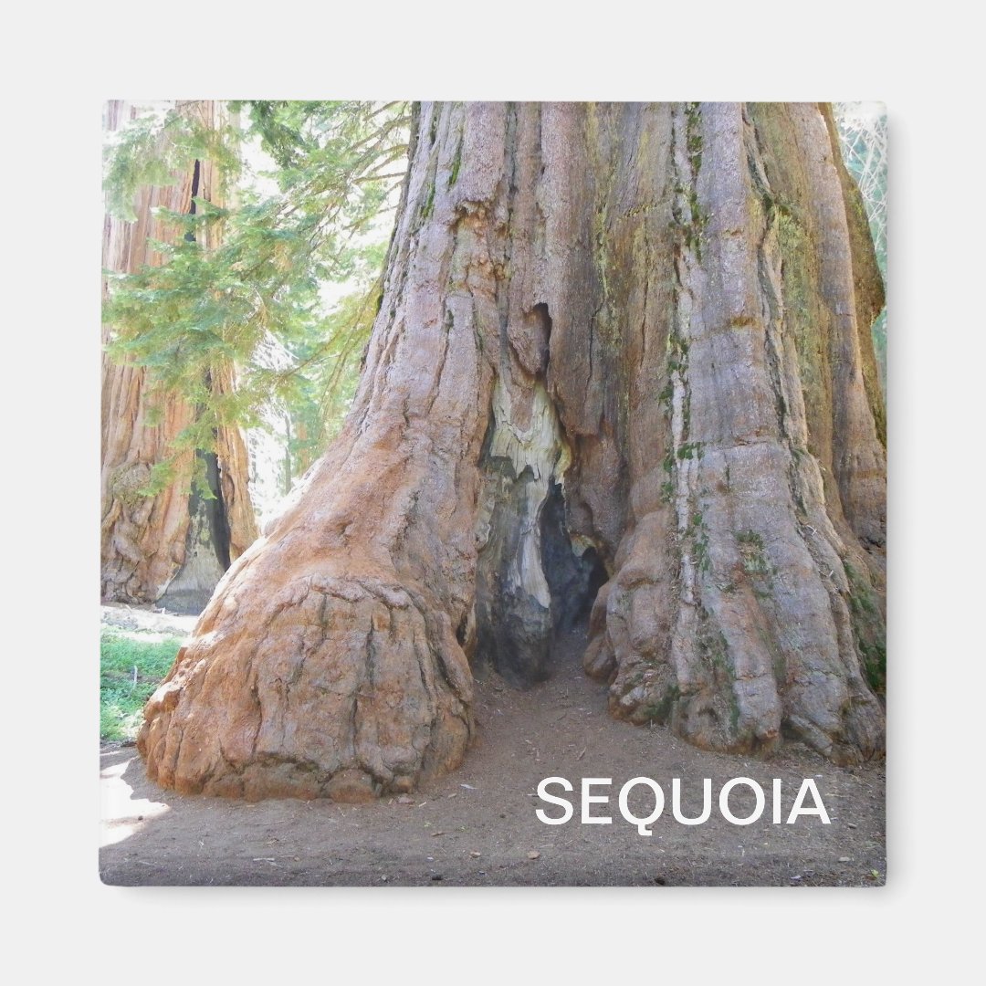 Cool Giant Sequoia Magnet! Magnet | Zazzle