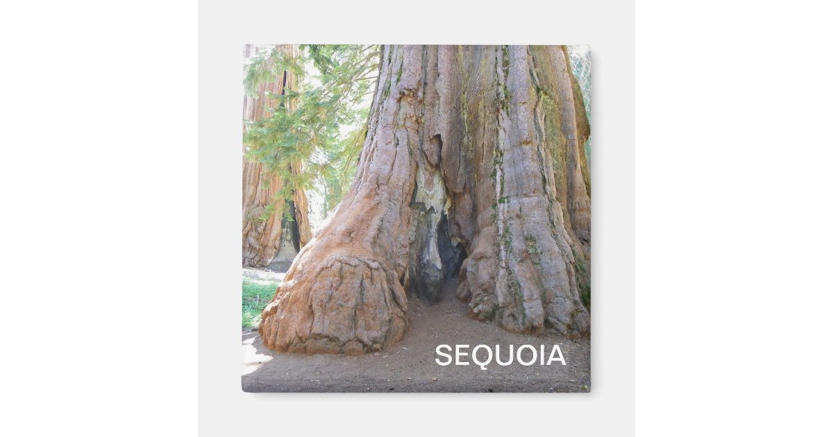 Cool Giant Sequoia Magnet! Magnet | Zazzle