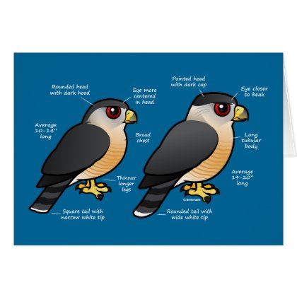 Cooper's Hawk Coloring Page