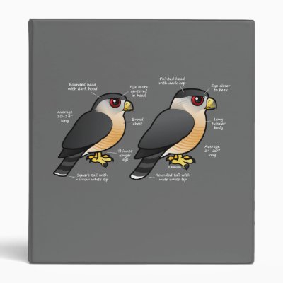 Cooper's Hawk Coloring Page by Birdorable