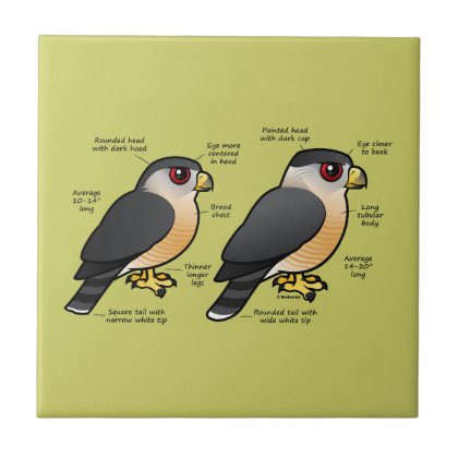 Cooper's Hawk Coloring Page