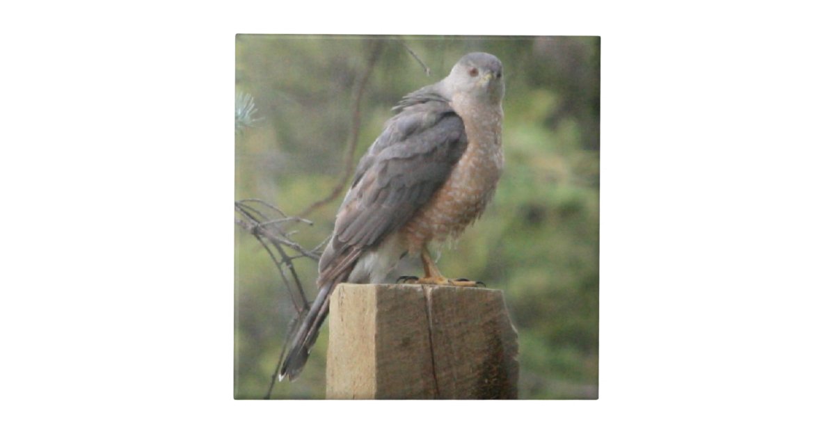 Cooper's Hawk Tile | Zazzle