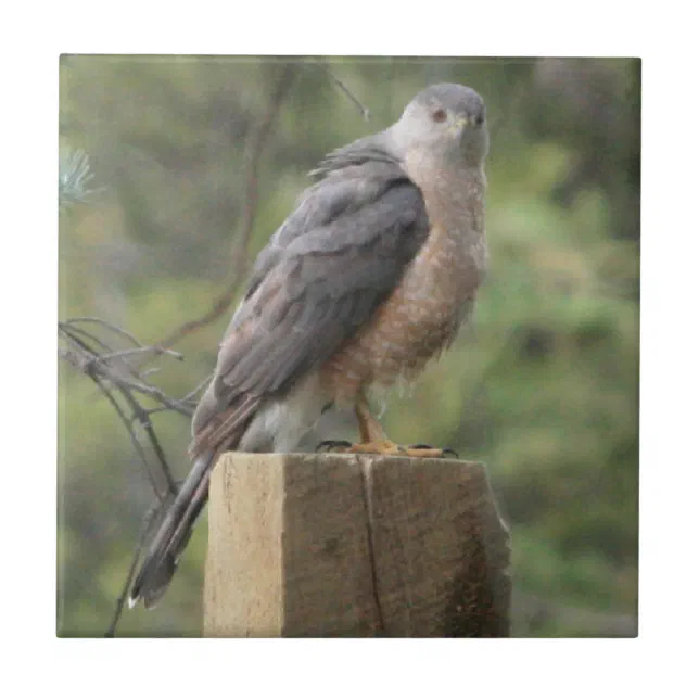 Cooper's Hawk Tile | Zazzle
