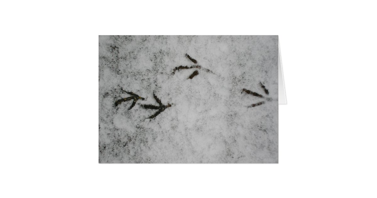 Coot Footprints In The Snow | Zazzle