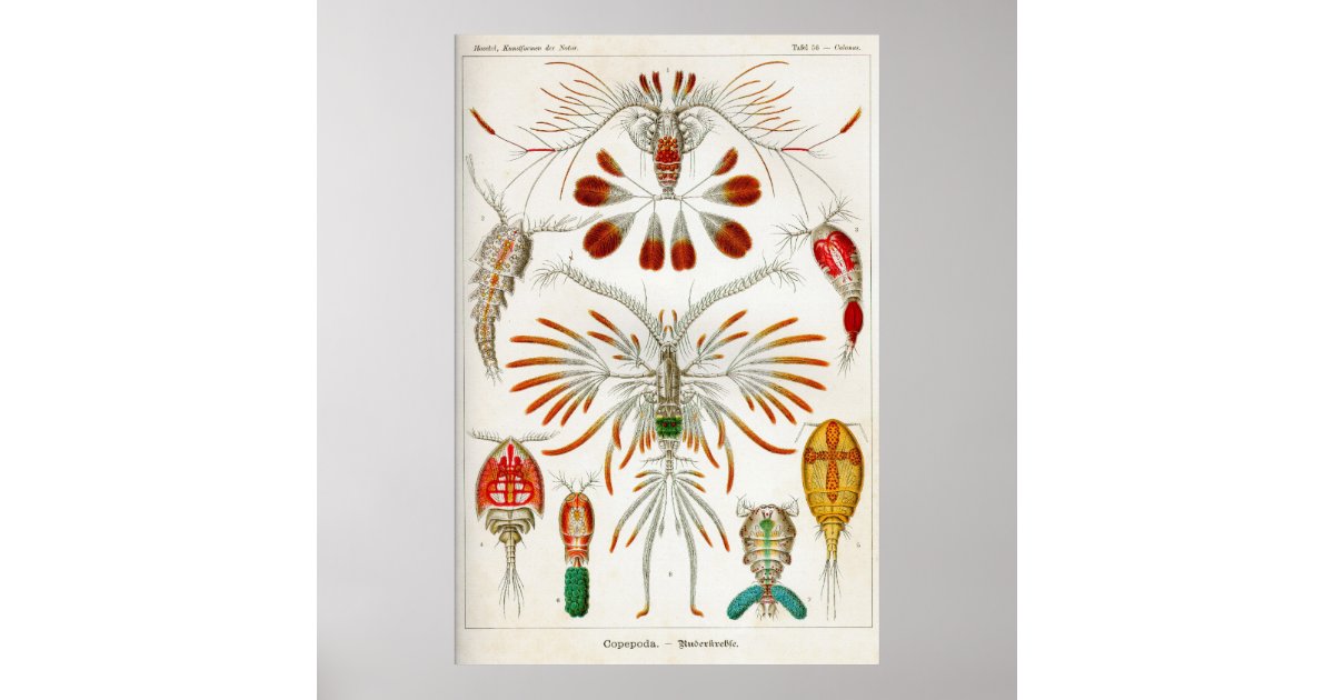 Copepoda (crustaceans) poster | Zazzle