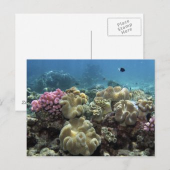 Coral, Agincourt Reef, Great Barrier Reef, Postcard | Zazzle