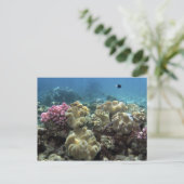 Coral, Agincourt Reef, Great Barrier Reef, Postcard | Zazzle