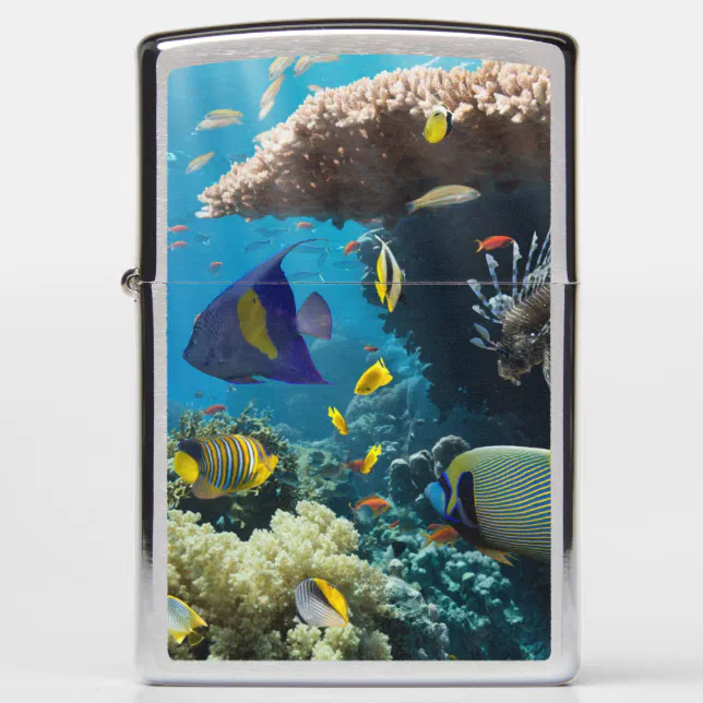 Coral and fish in the Red Sea, Egypt Zippo Lighter | Zazzle