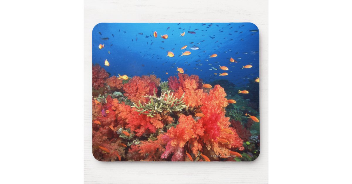 Coral and fish mouse pad | Zazzle