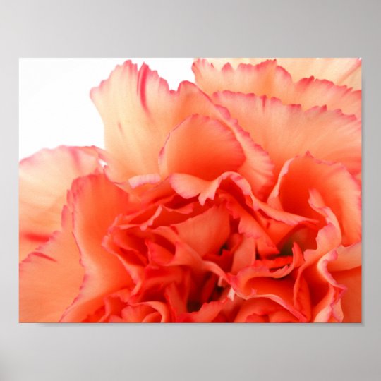 Coral Carnation Flower Bloom Poster | Zazzle.com