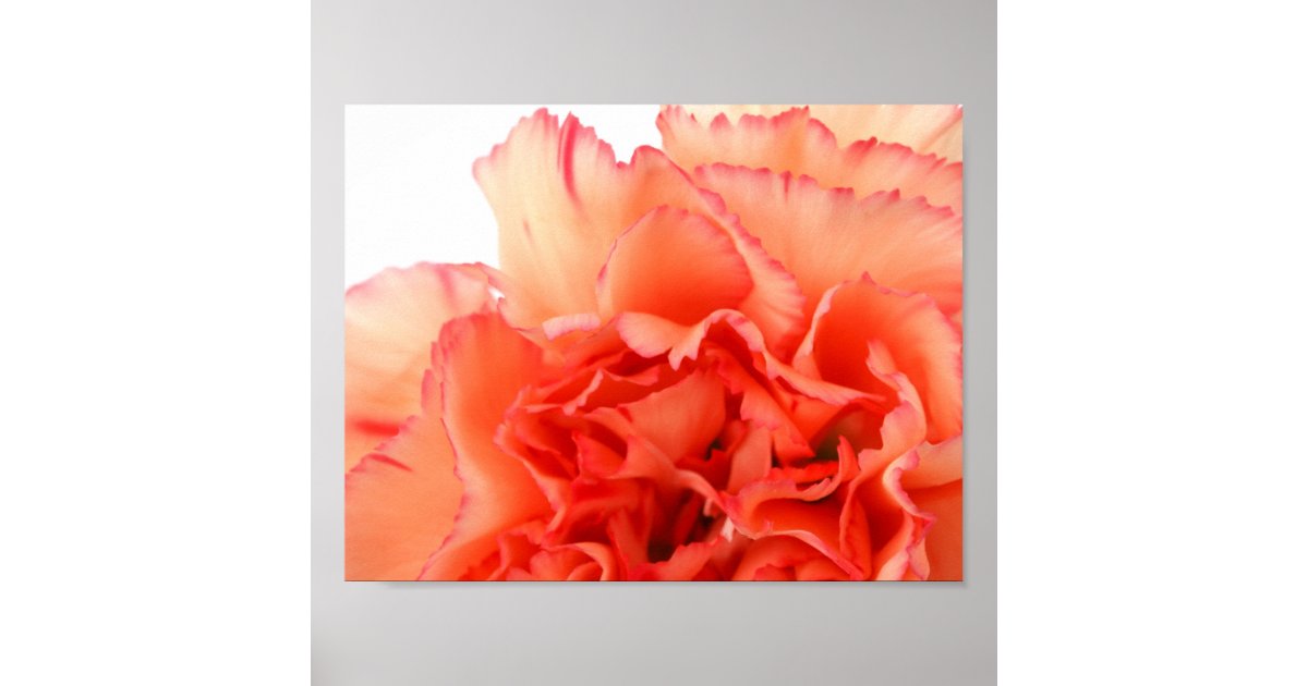 Coral Carnation Flower Bloom Poster | Zazzle