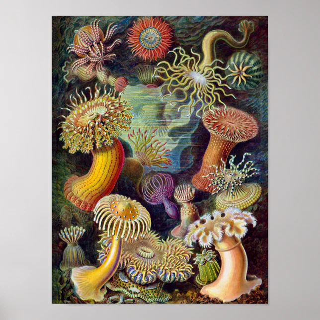 Coral Poster | Zazzle