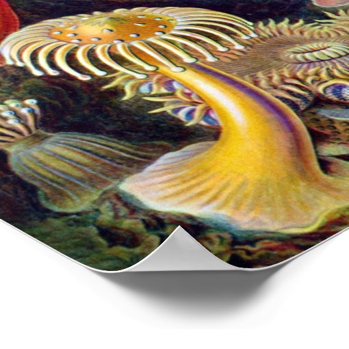 Coral Poster | Zazzle