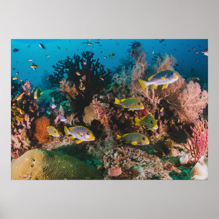 Coral Reef poster | Zazzle