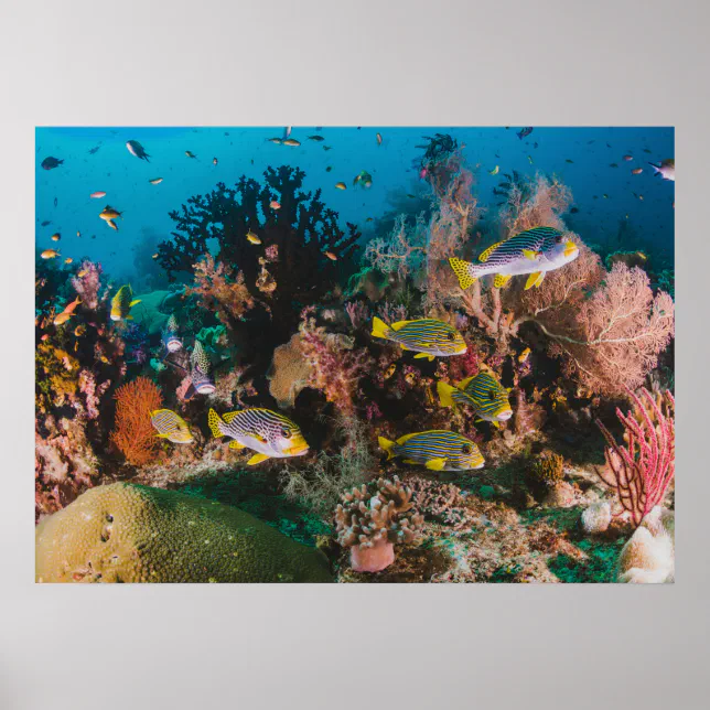 Coral Reef poster | Zazzle