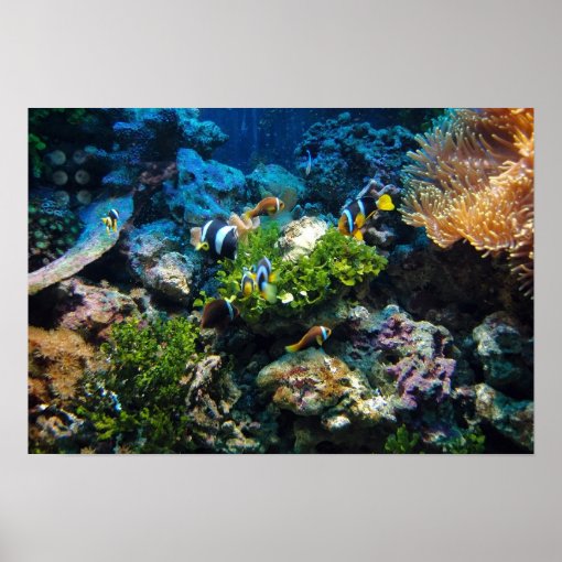 Coral Reef poster | Zazzle