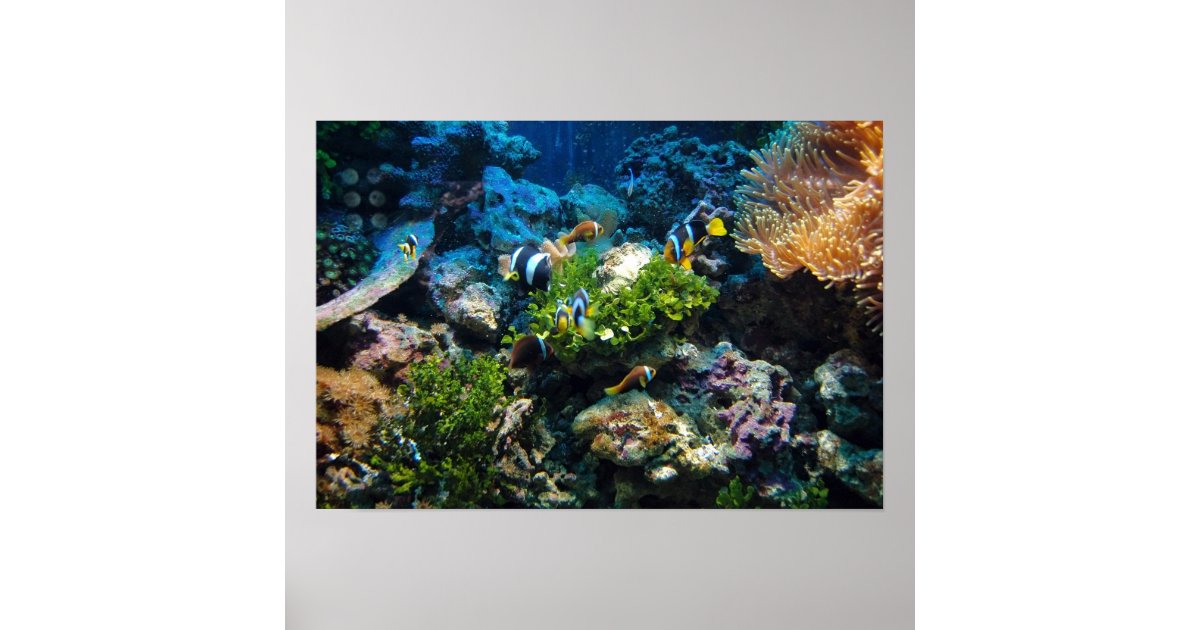 Coral Reef poster | Zazzle