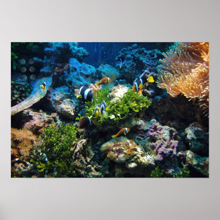Coral Reef poster | Zazzle.com