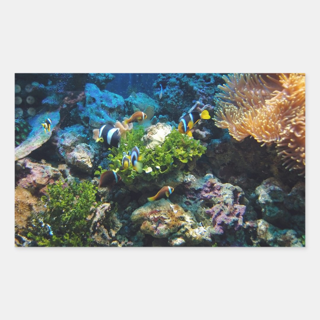 Coral Reef stickers | Zazzle