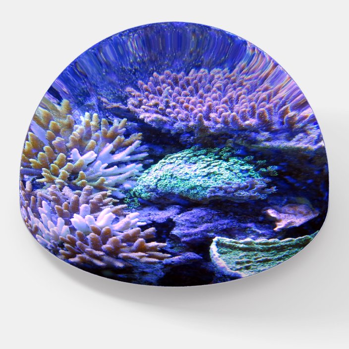 Coral reef tropical Caribbean Paperweight | Zazzle.com