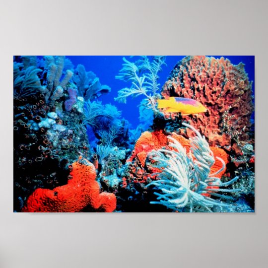 Coral Reef World Poster | Zazzle.com
