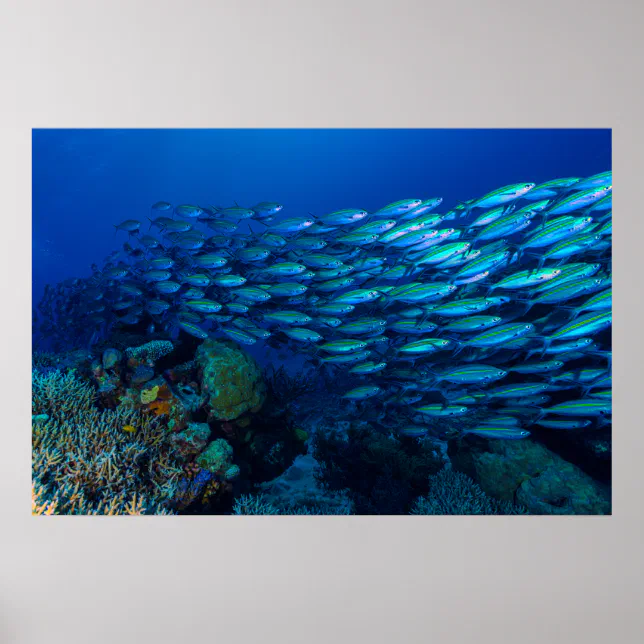 Coral Sea Tropical Fish School Poster | Zazzle