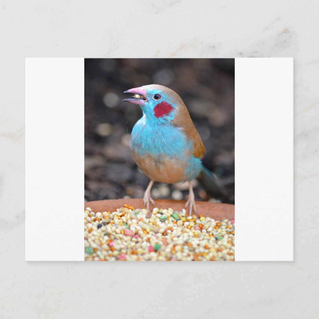 Cordon Bleu Finch Postcard | Zazzle