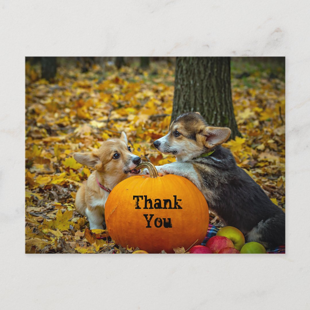 Corgi Dog Pumpkin Autumn Photo Thank You Postcard | Zazzle