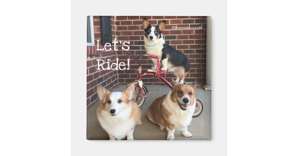 Corgi Magnet | Zazzle